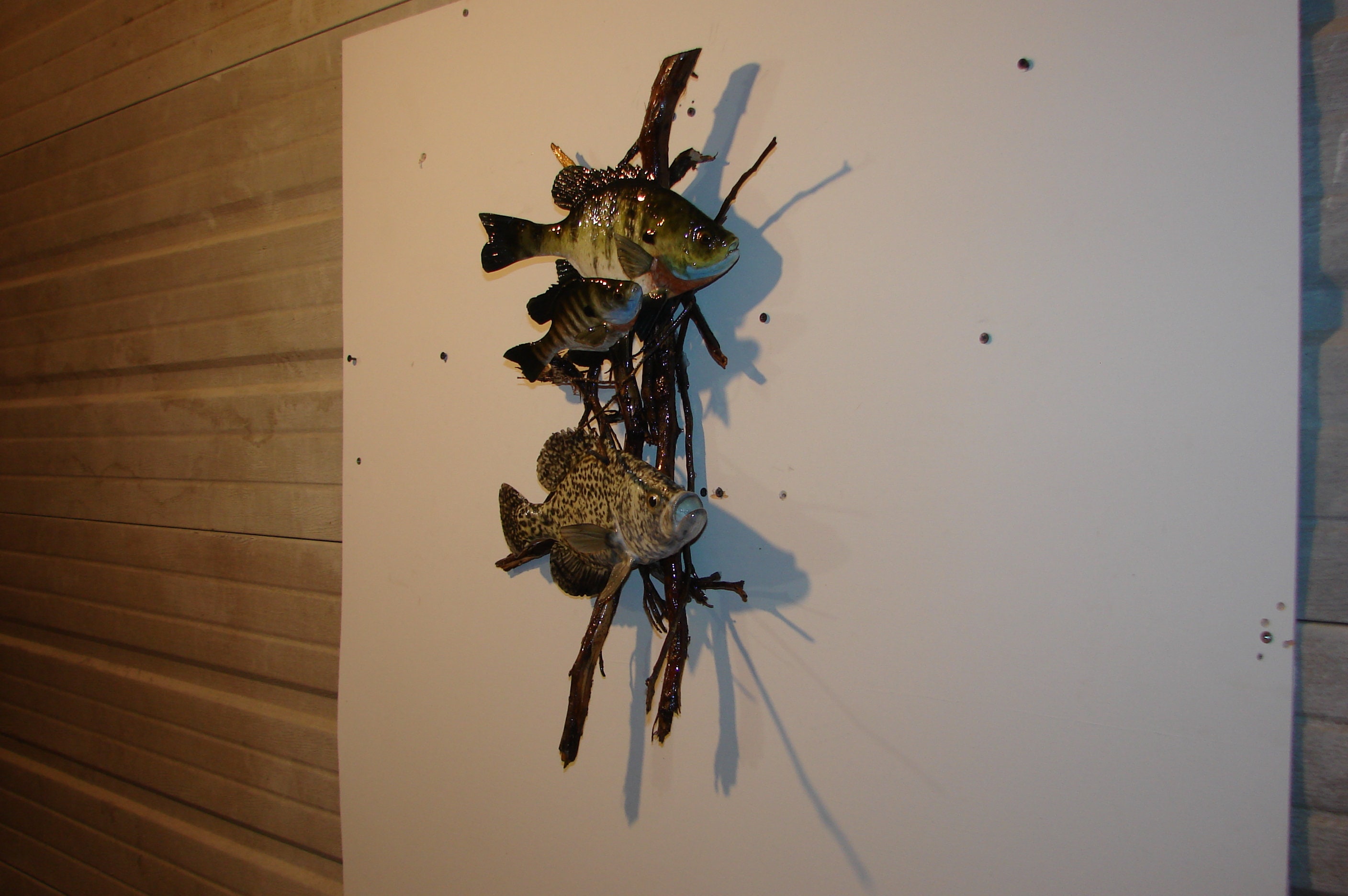 Crappie Bluegill Wall Display Bass Trout Musky River Home Decor Hand ...