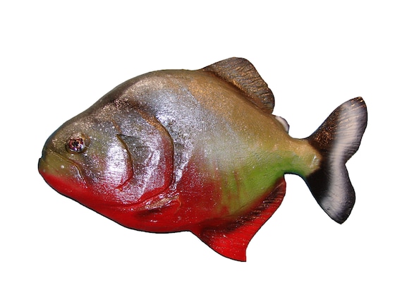 Red Belly Pacu Fish