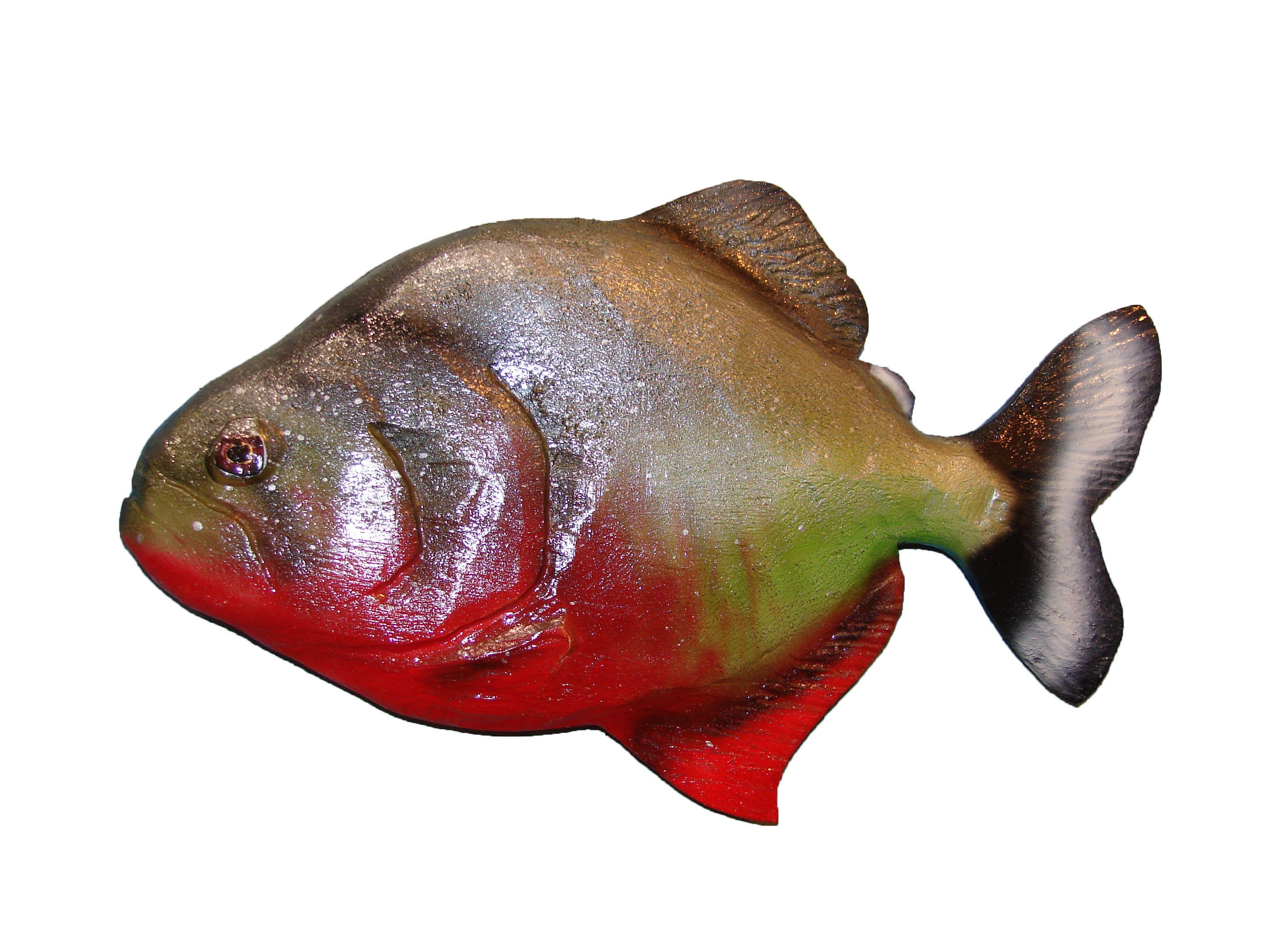 Pacu Fish Vs Piranha