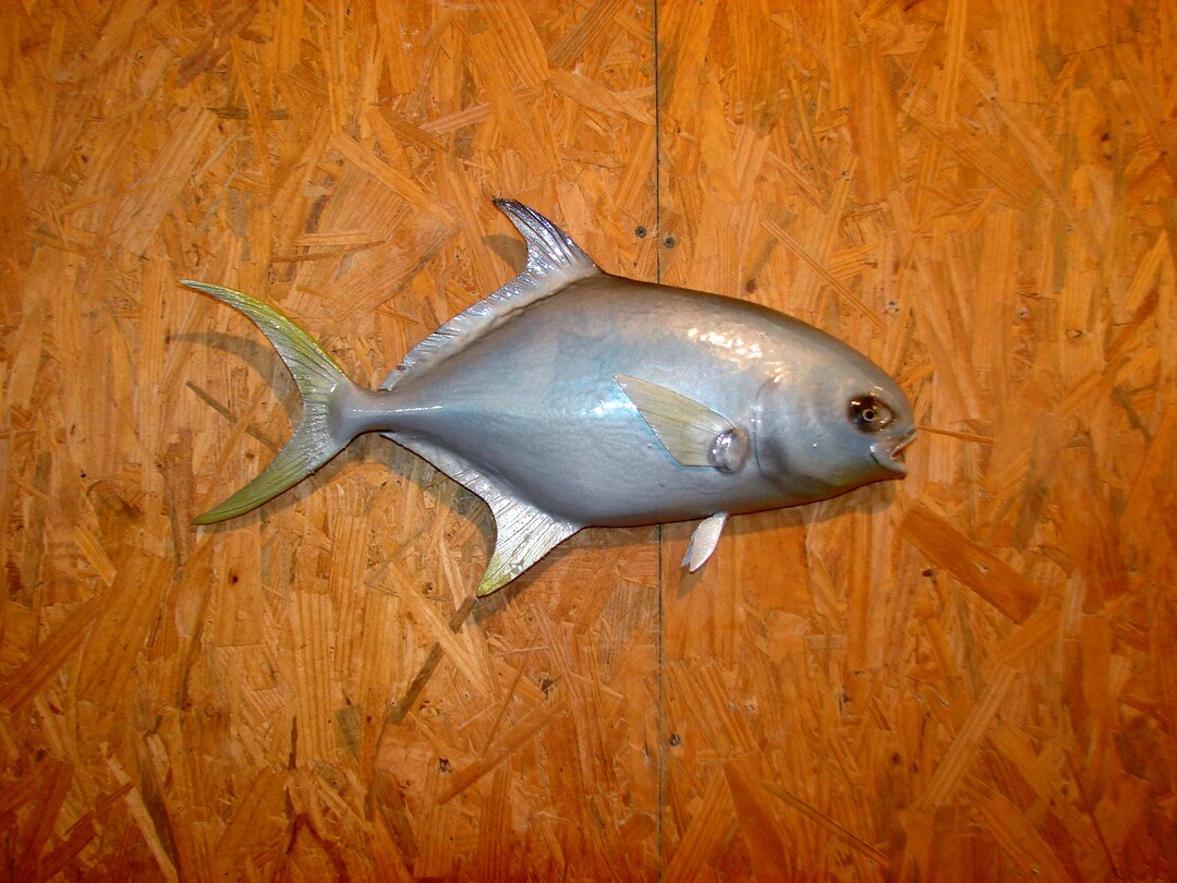 20" Florida Pompano Permit Mahi Surf Fishing Fish Mackerel Dolphin ...