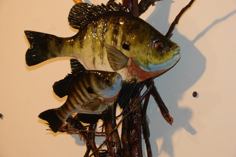 Crappie Bluegill Wall Display Bass Trout Musky River Home Decor Hand ...