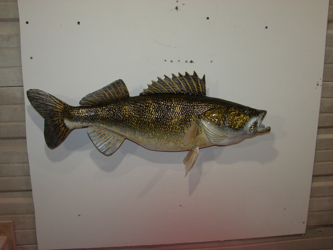 31 Walleye Replica Hand Made Sculpture Carving Muskie Northern Pike ...