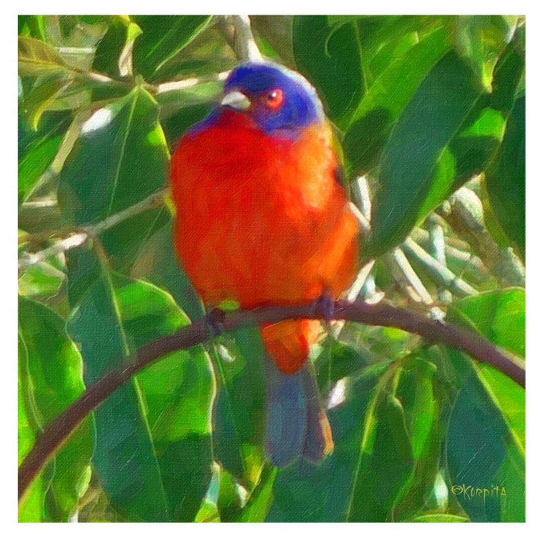 Painted Bunting, Colorful Bird Art, Tropical Bird Art, Bird Art, Bird ...
