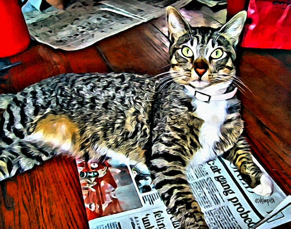 Newspaper Cat Meme