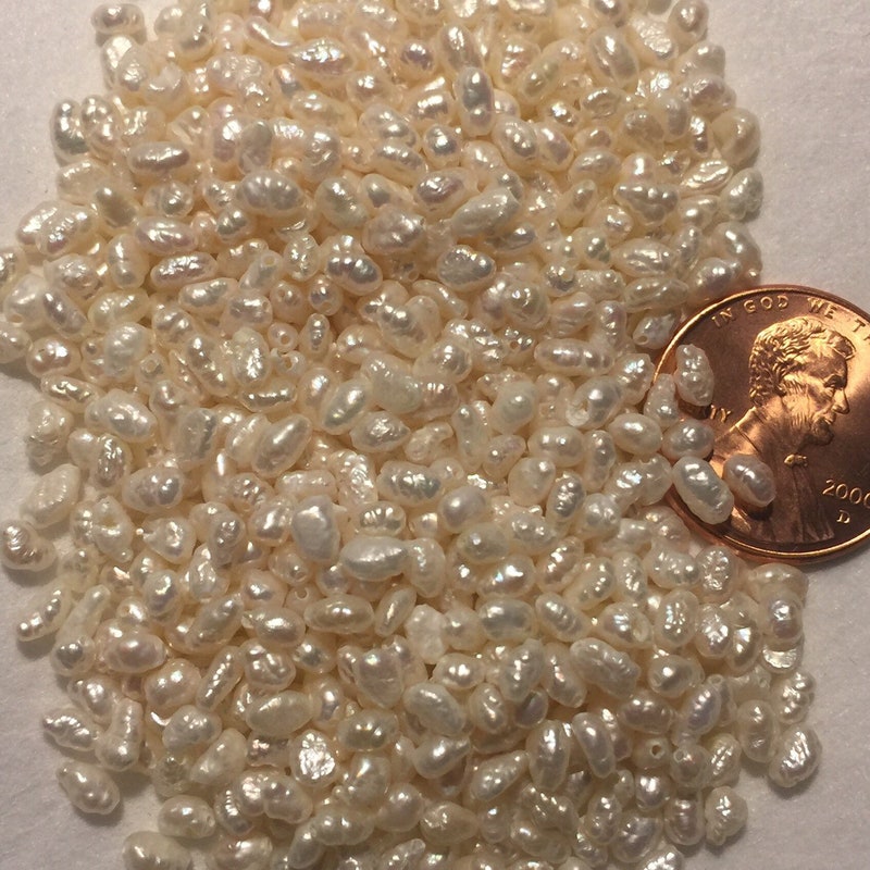String of Pearls Seeds - Etsy