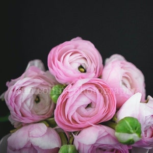 Pink Ranunculus 009 Print,botanical Print,fine Art Photography,floral ...