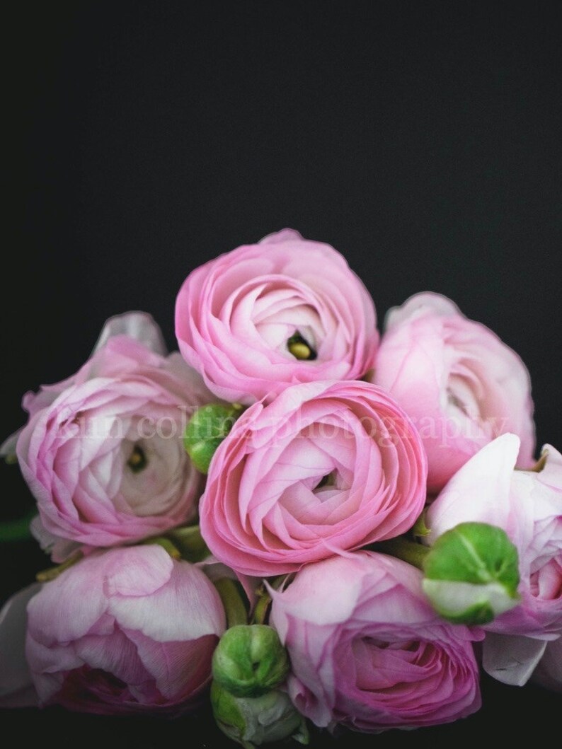 Pink Ranunculus 009 Print,botanical Print,fine Art Photography,floral ...