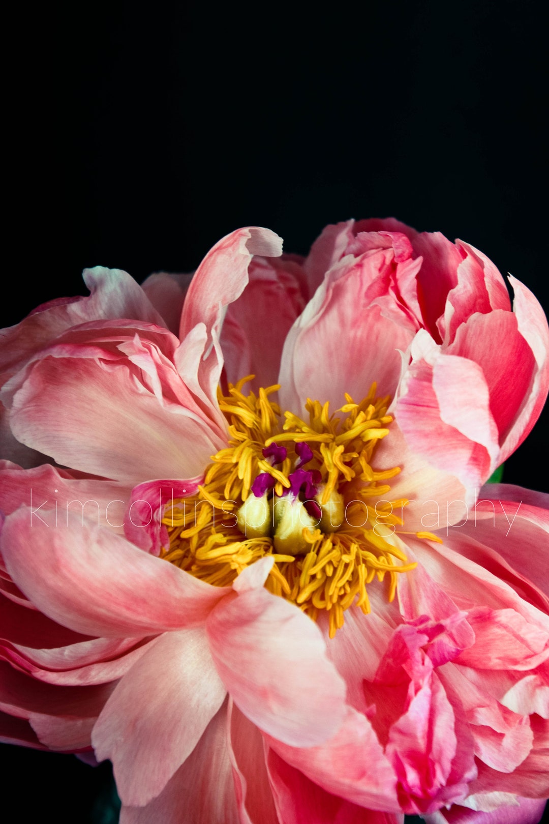 Peony 001 Print,botanical Print,fine Art Photography,floral Photo ...