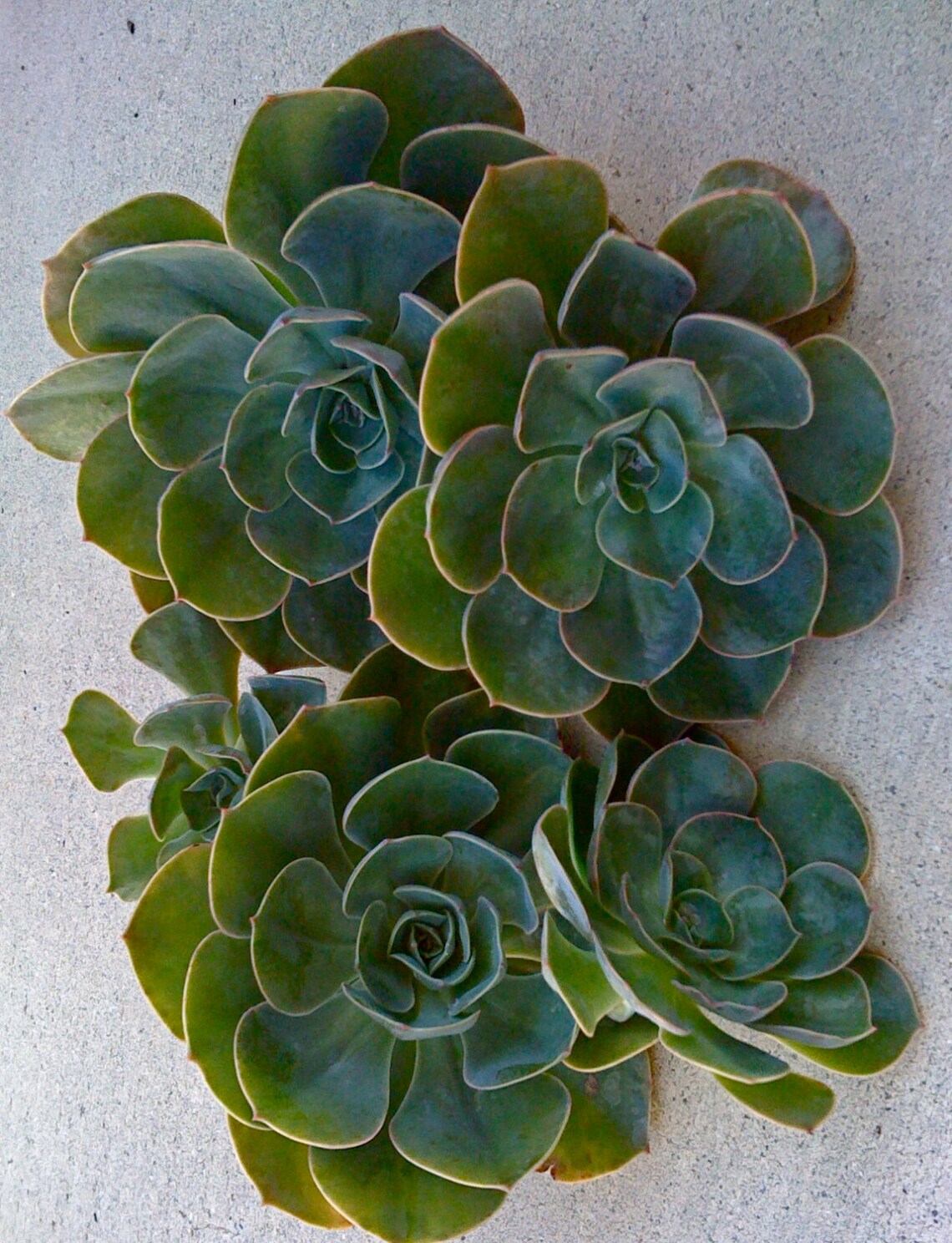 5 SUCCULENT CUTTINGS Rosettes Succulent Wedding Succulent | Etsy