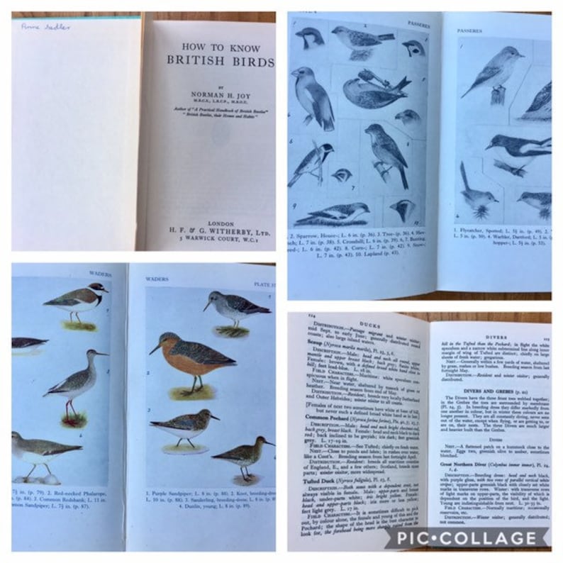 Vintage Bird Books. Various titles all published in the 1960s | Etsy