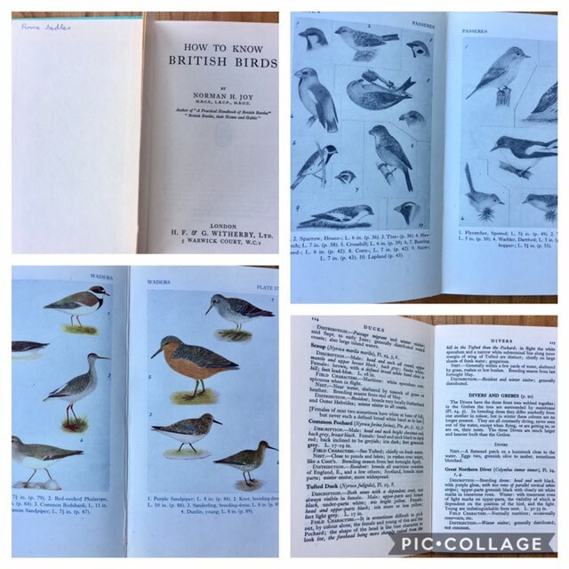 Vintage Bird Books. Various titles all published in the 1960s | Etsy