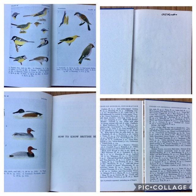 Vintage Bird Books. Various Titles All Published in the 1960s - Etsy UK