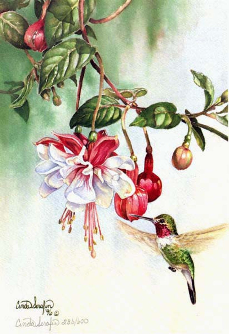 Ruby Throated Hummingbird and Fuschia Flowers Limited Edition - Etsy