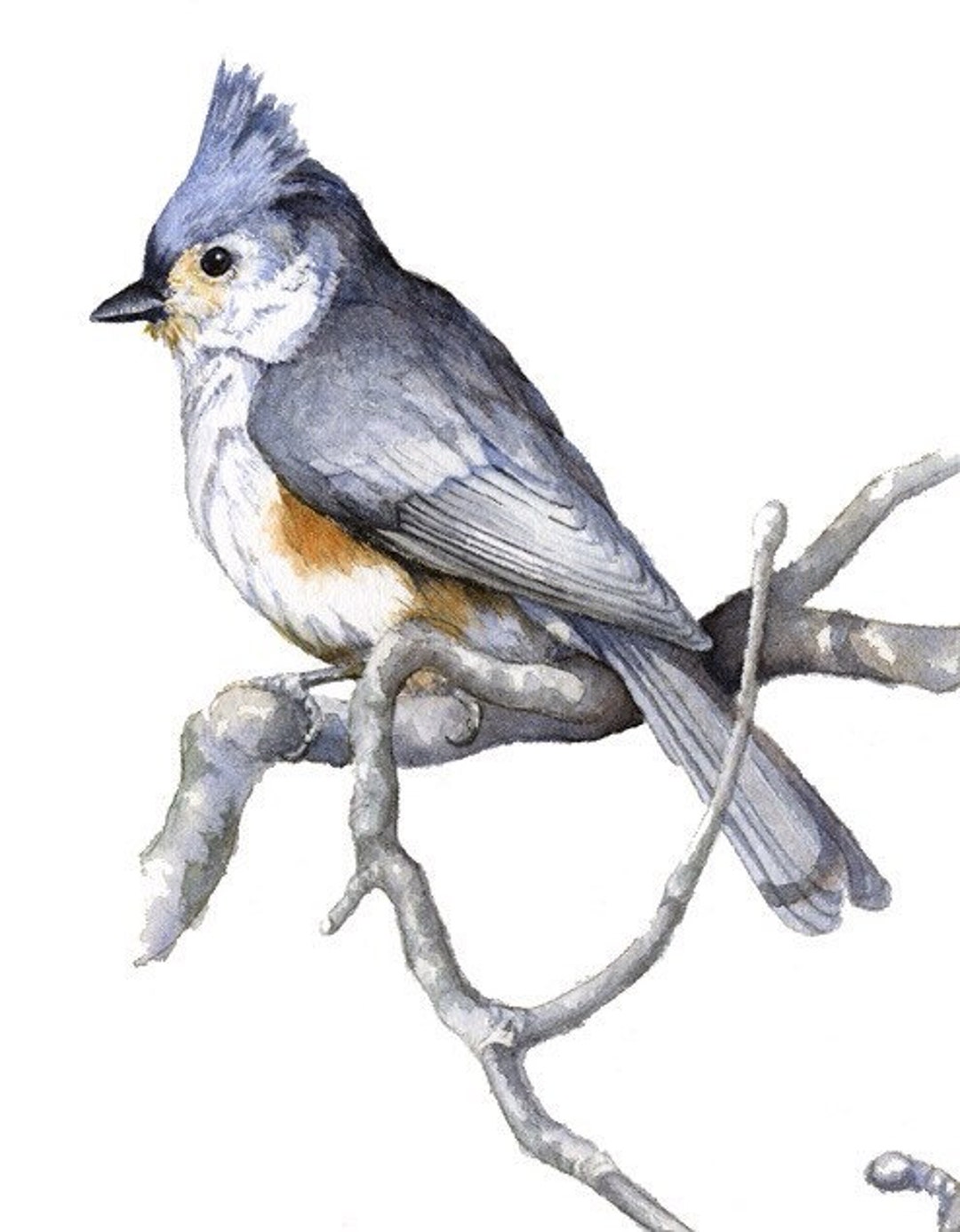 Tufted Titmouse Limited Edition GICLEE Print. Reproduction of the ...