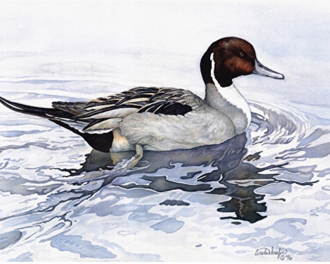 Pintail Duck Limited Edition Print of Watercolor Painting. | Etsy