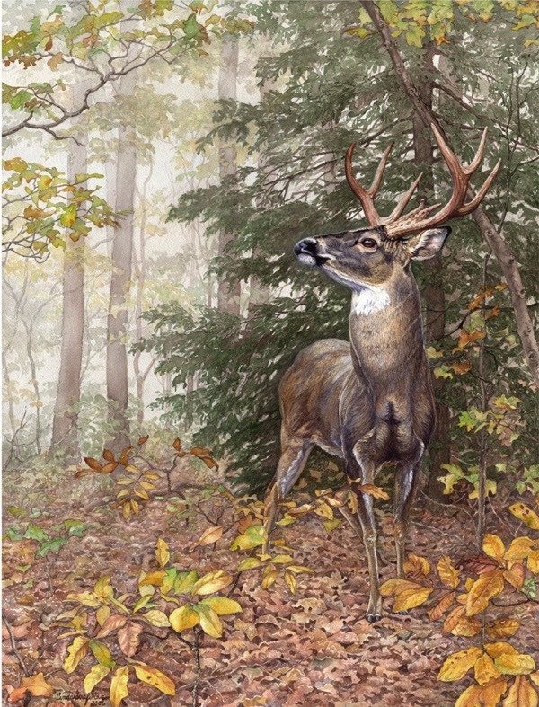 Whitetail Deer Buck Limited Edition GICLEE Print by Cinda - Etsy