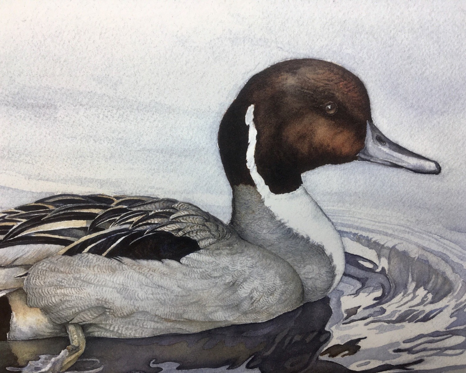 Pintail Duck Limited Edition Print of Watercolor Painting. - Etsy