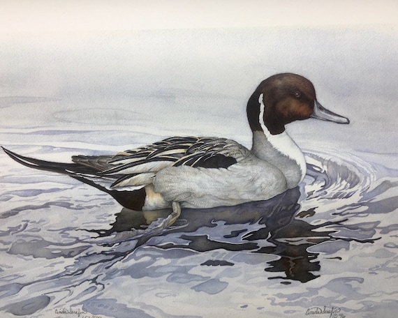 Pintail Duck Limited Edition Print of Watercolor Painting. | Etsy Pintail Duck Limited Edition Print of Watercolor Painting. | Etsy