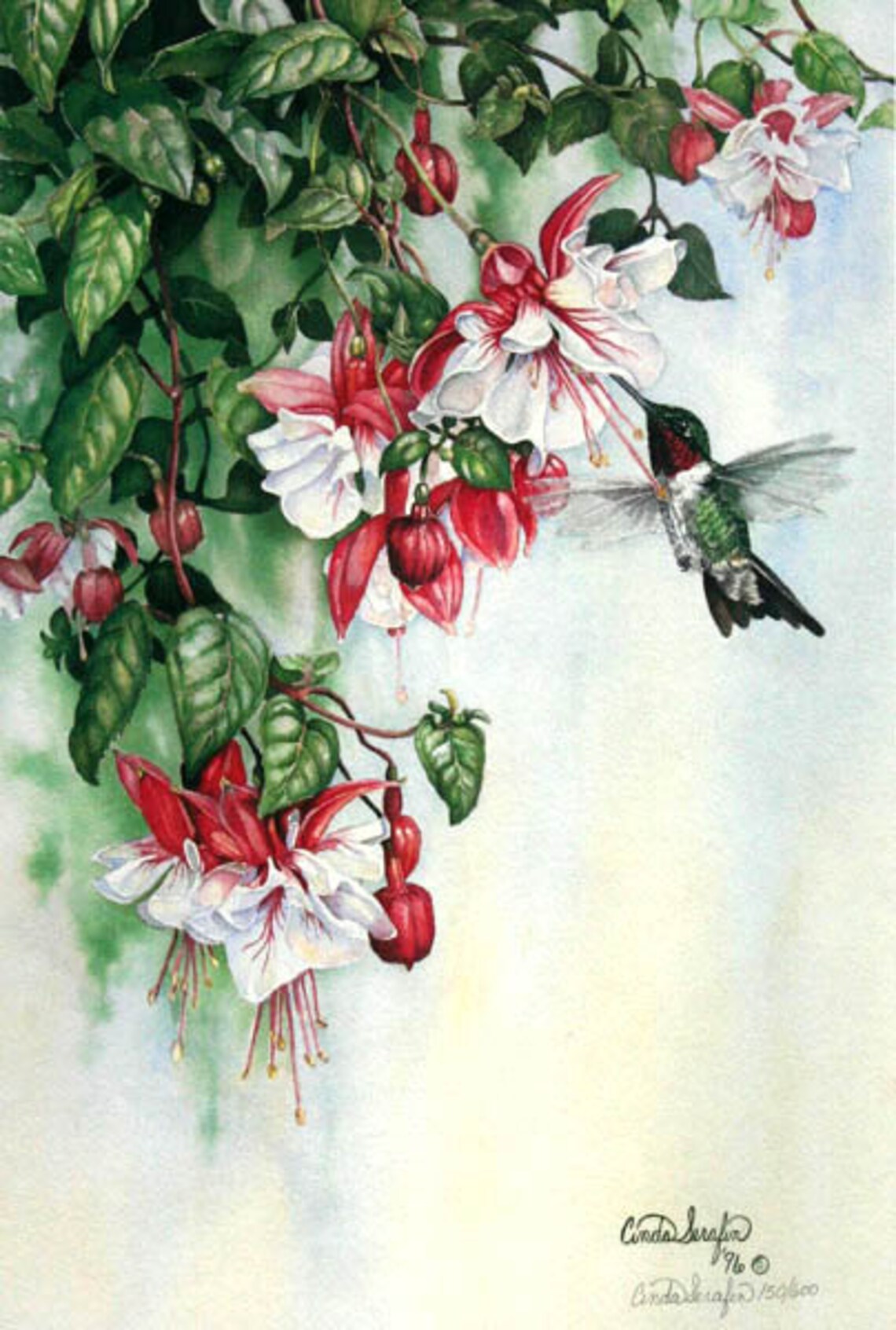 Ruby Throat Hummingbird and Fuschia Limited Edition Print - Etsy