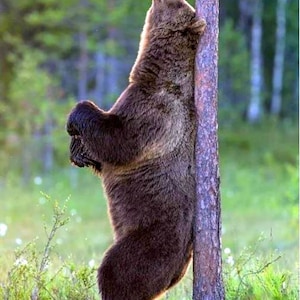 Father Son Matching Wall Mounted Back Scratcher, Man Cave Decor, Rustic ...