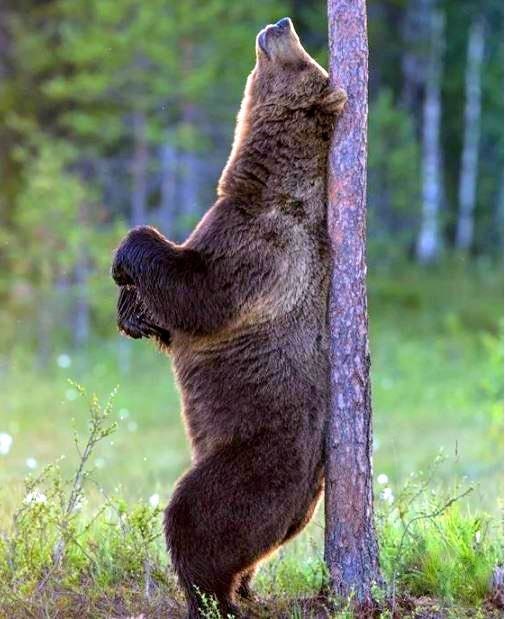 Personalized Wall Mounted Back Scratcher, Custom Man Cave Decor, Rustic ...