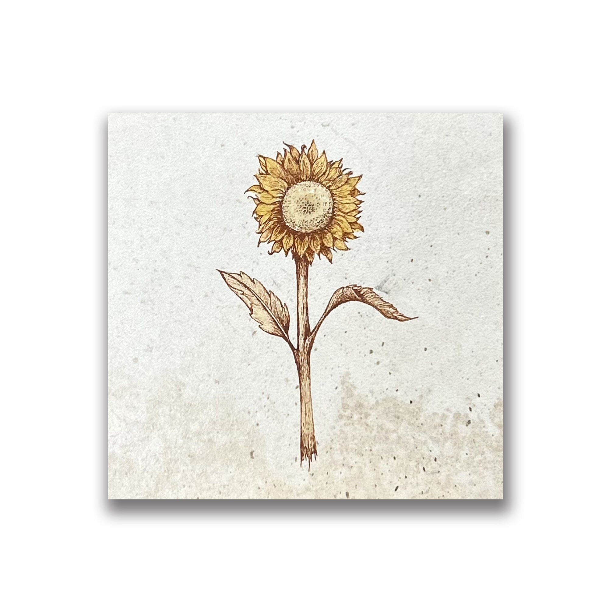 Sunflower Plant With Roots Drawing