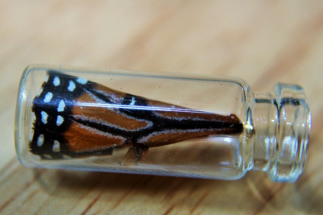 Butterfly Wing Vial/Keepsake Necklace - Etsy.de