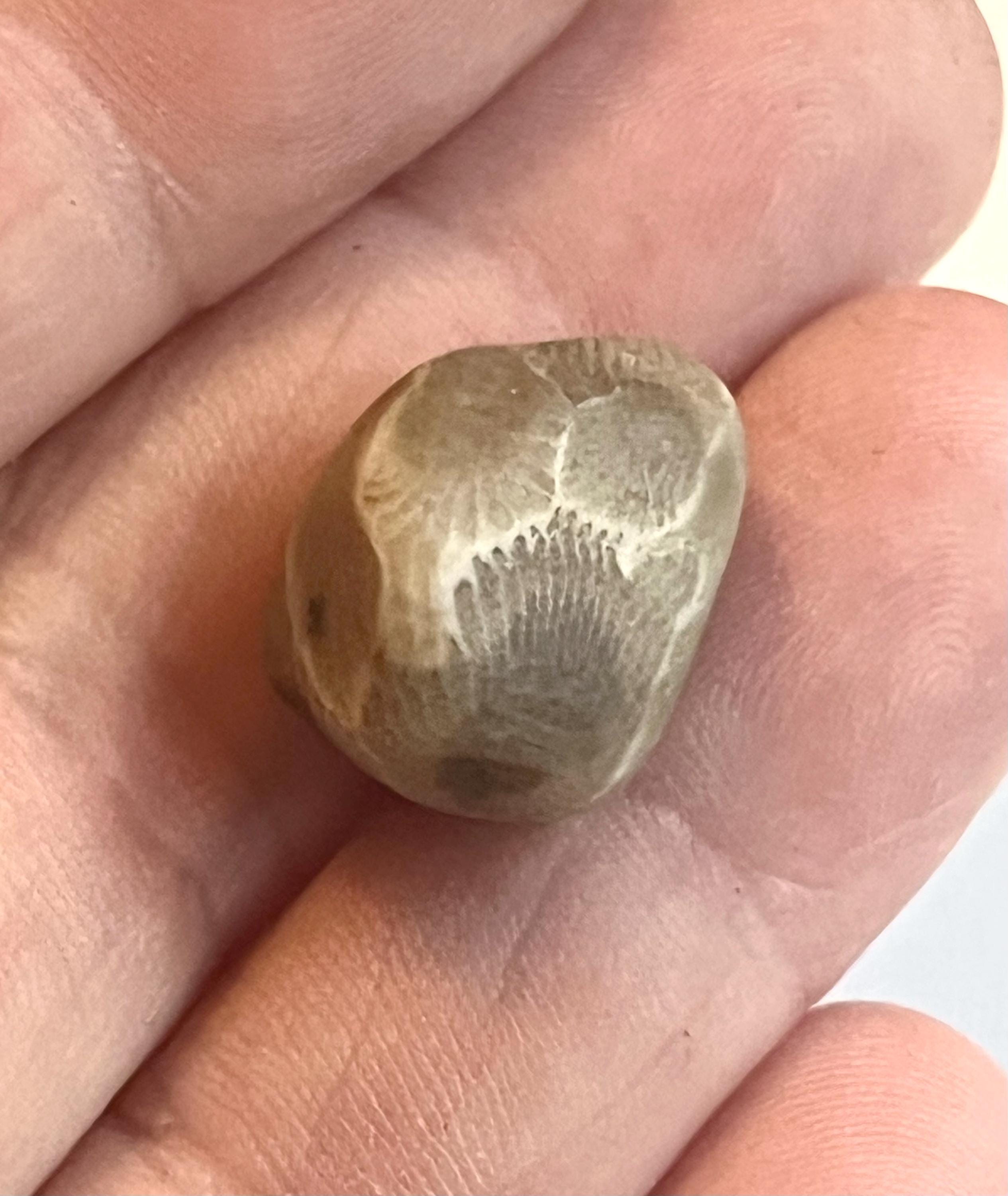 Petoskey Stone Lake Michigan Lightly Polished Stone 3/4” L Beach Pebble ...