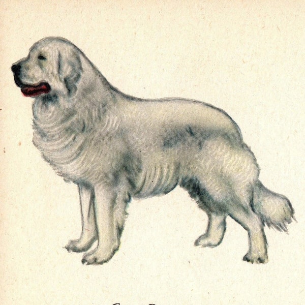 Miniature Great Pyrenees Dog - Etsy