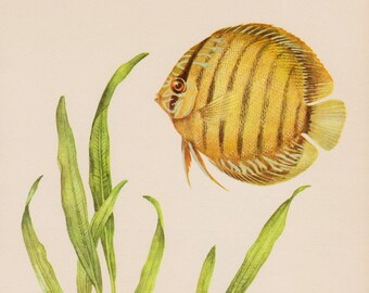 Vintage fish print | Etsy