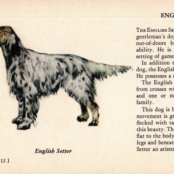 English Setter Pillow - Etsy