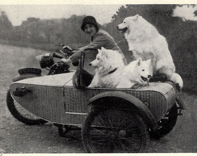 1930's Antique Samoyed Print Arctic Kennels Samoyeds Take - Etsy