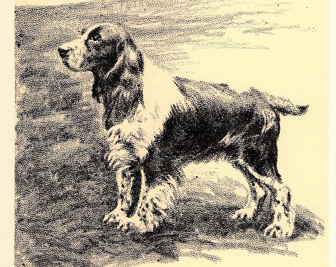 Antique Springer Spaniel Print Wall Art Decor Vintage 1933 Cleanthe ...