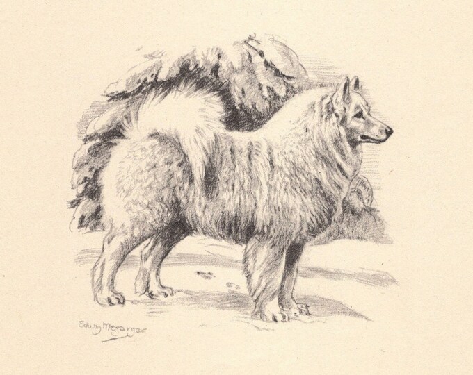 1942 Antique Samoyed Print Wall Art Decor Vintage Edwin Megargee ...