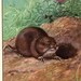 Antique Gopher Print Wall Art Decor Vintage Gopher Art Illustration ...