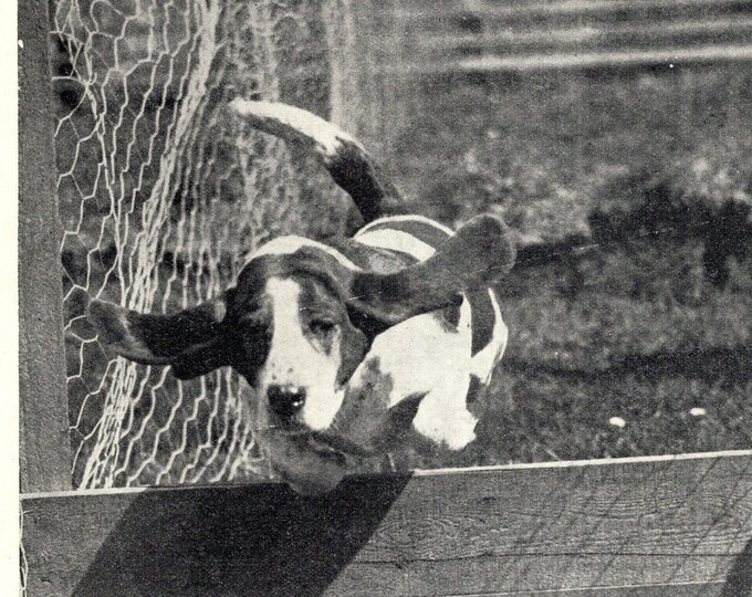 1930's Fun BASSET HOUND Dog Print Basset Hound Racing Jumps a Hurdle ...