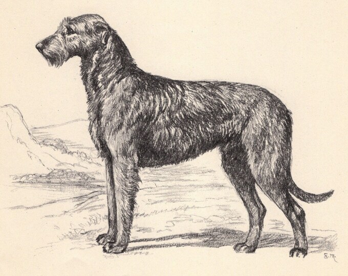 1942 Antique IRISH WOLFHOUND Dog Print Edwin Megargee - Etsy