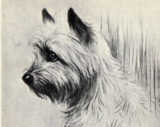 1930's Antique Cairn Terrier Print Wall Art Decor Ernest - Etsy