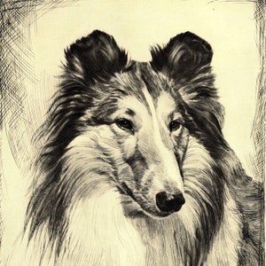 1935 Antique Collie Print Wall Art Decor Lovely Malcolm Nicholson ...