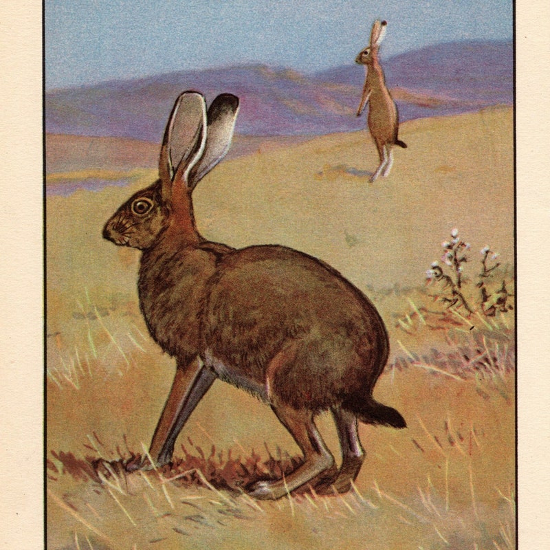 Rabbit Home Decor - Etsy