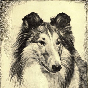 1935 Antique Collie Print Wall Art Decor Lovely Malcolm Nicholson ...