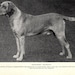 1930's Antique LABRADOR RETRIEVER Print Banchory Kennels Badrock and ...