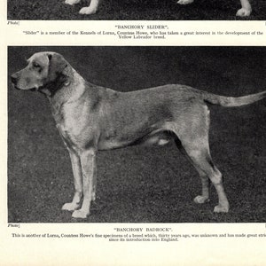 1930's Antique LABRADOR RETRIEVER Print Banchory Kennels Badrock and ...