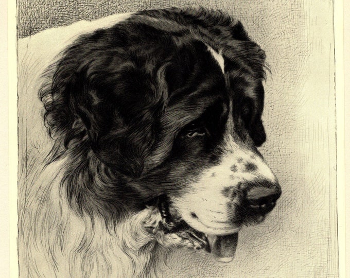 1935 Antique St Bernard Dog Art Print Malcolm Nicholson St | Etsy