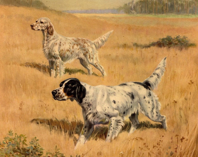 Large English Setter Print 1945 Vintage Edwin Megargee Hunting Dog ...