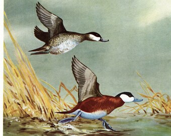 Vintage Redhead Duck Print Wall Art Decor 1950s Duck Bird Art Print ...