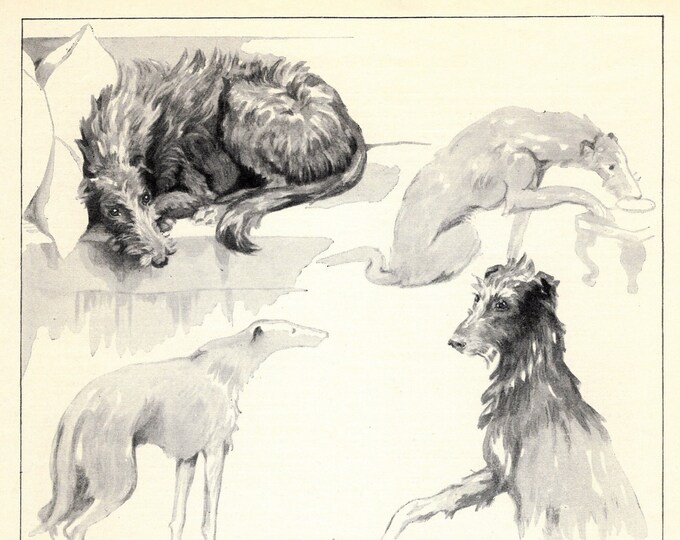 1930's Antique DEERHOUND Print Wall Art Decor B Branfoot - Etsy