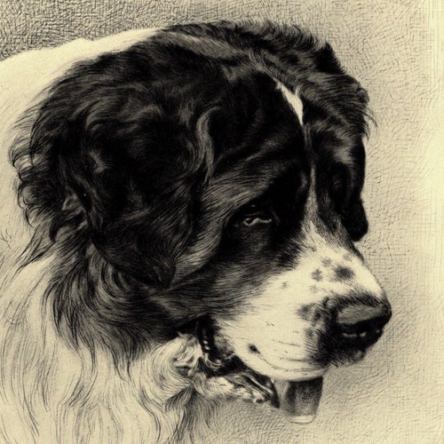 1935 Antique Bloodhound Dog Art Print Lovely Malcolm Nicholson - Etsy