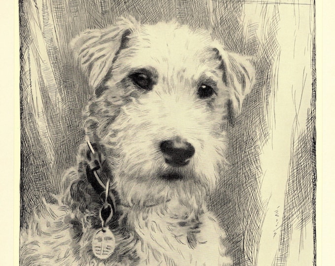 1935 Antique Fox Terrier Print Wall Art Decor Lovely Malcolm Nicholson ...