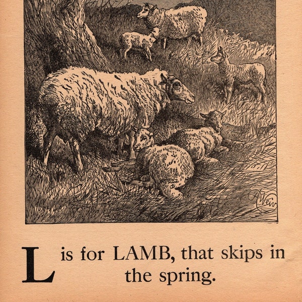 Lamb Illustration - Etsy
